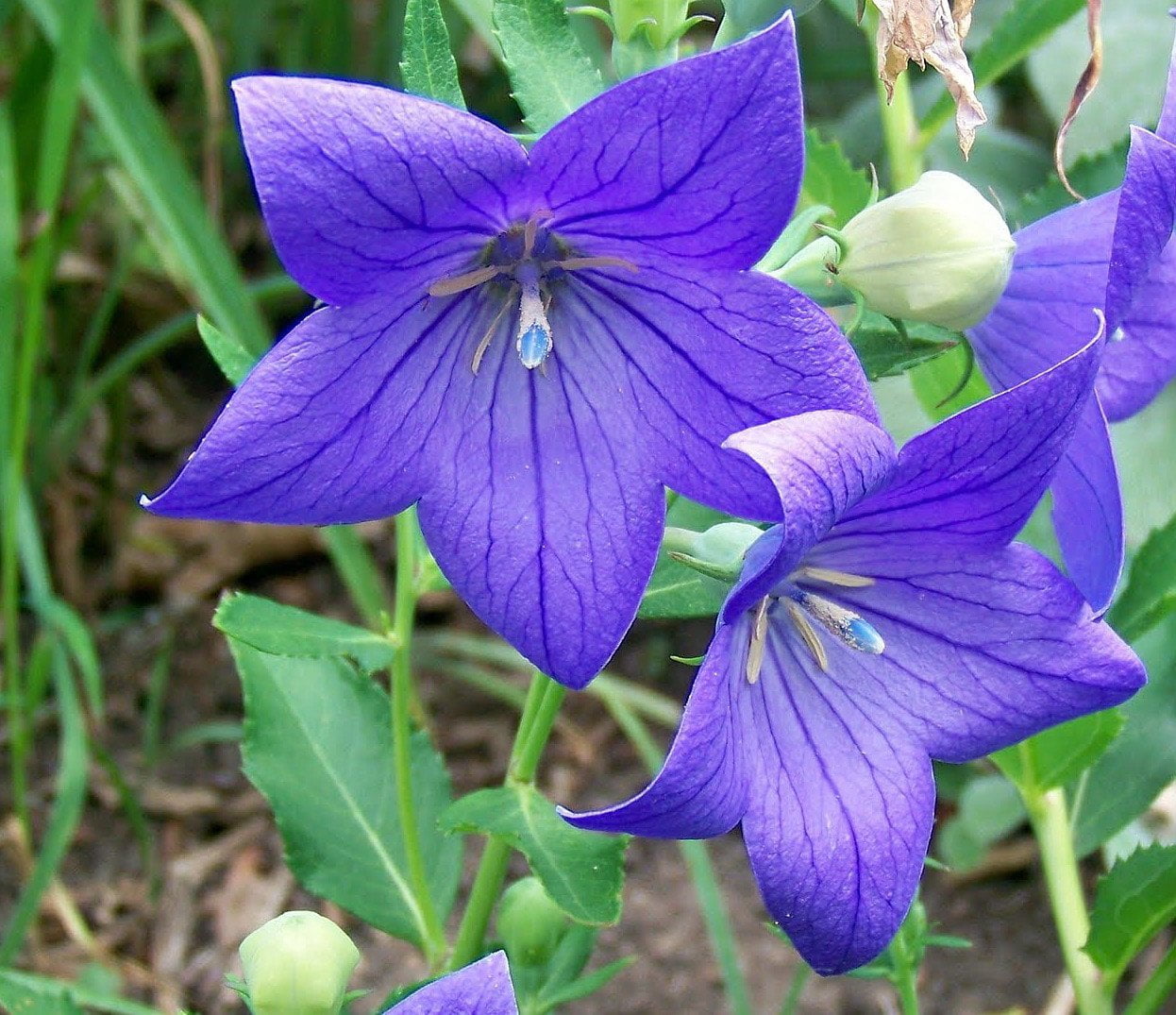 Sentimental Blue Balloon Flower - Platycodon - Quart Pot - Walmart.com