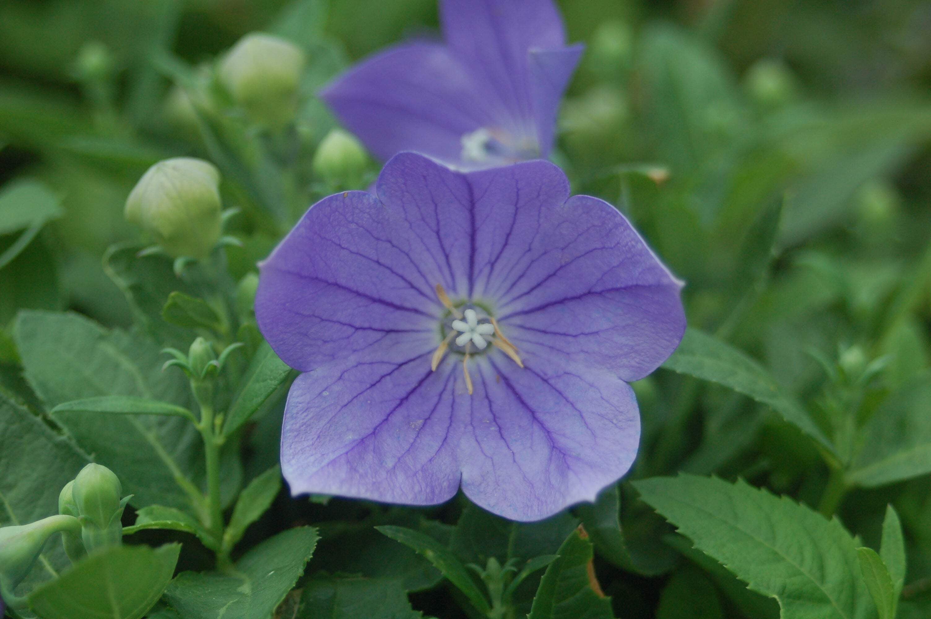 Sentimental Blue Balloon Flower - Walmart.com
