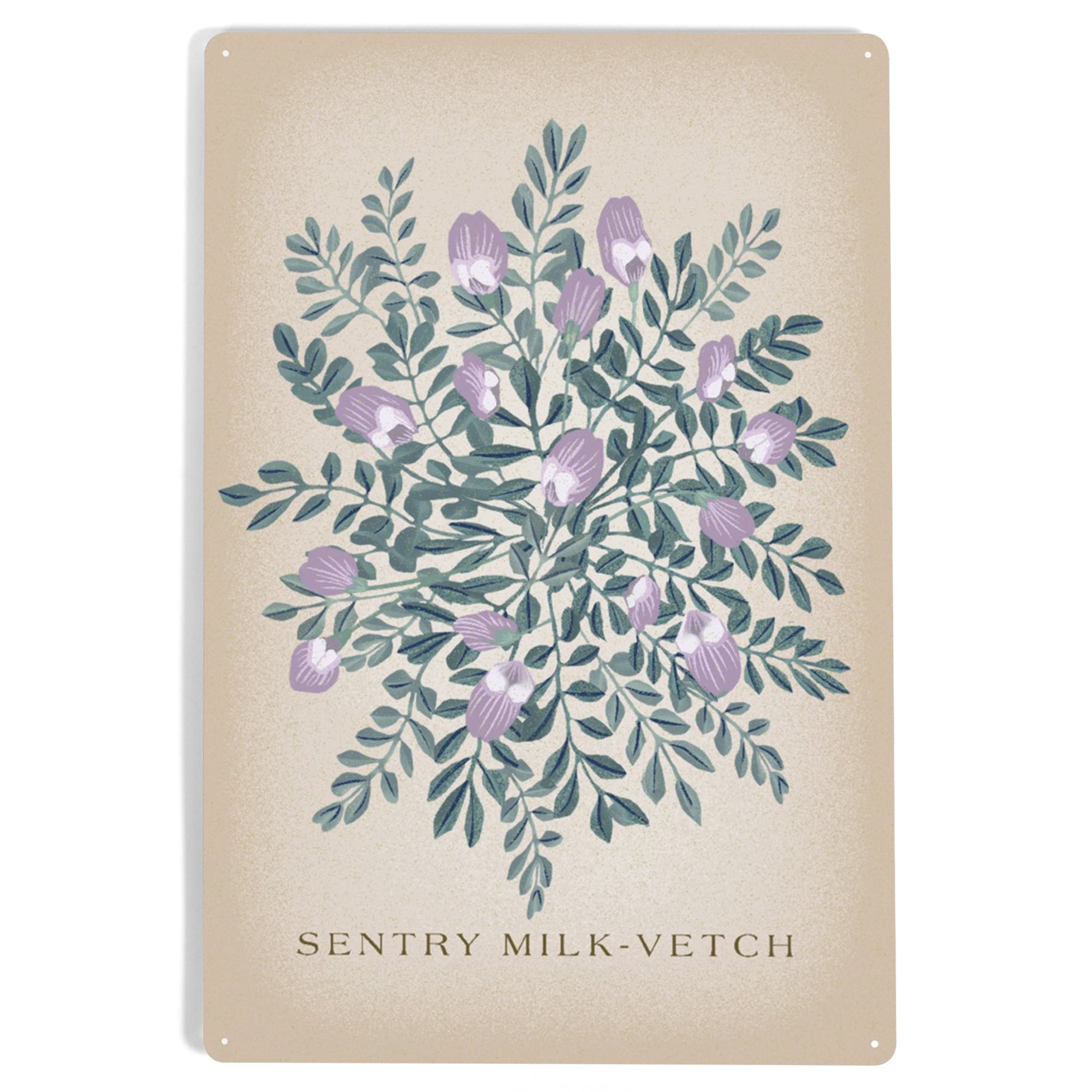 Sentry Milk-Vetch, Vintage Flora (12x18 Aluminum Art, Indoor Outdoor ...