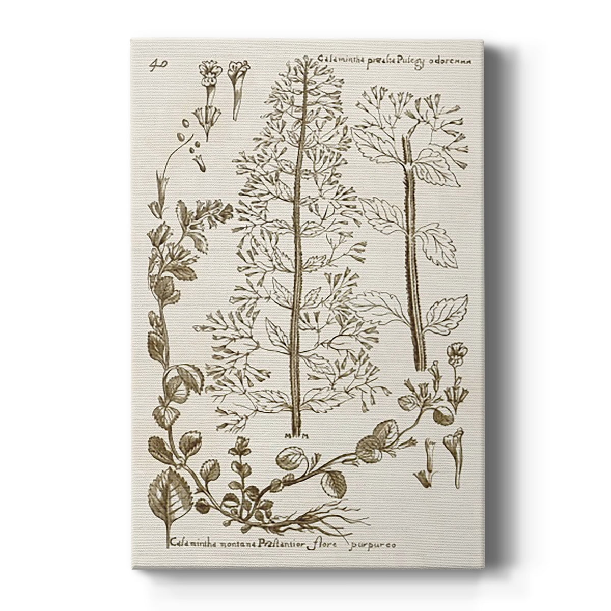 Sepia Botanical Journal V Premium Gallery Wrapped Canvas - Ready to ...