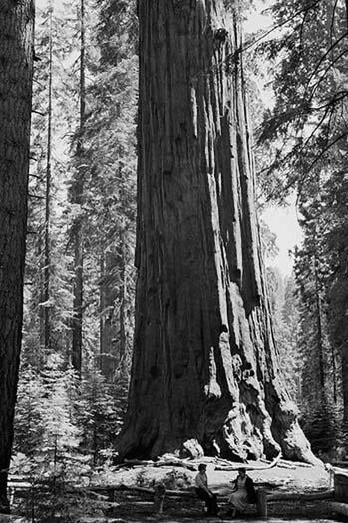 Seqouia [Sequoia] & Kings Canyon National Park, July 1950 (11th to 23rd ...