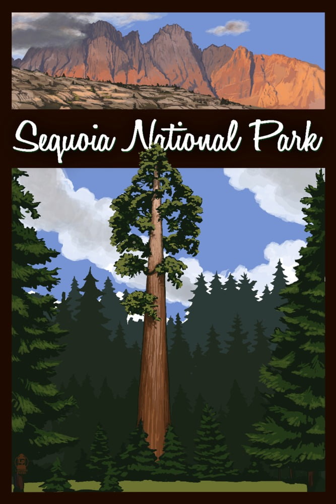 Sequoia National Park, California, Big Tree and Palisades (24x36 Giclee ...