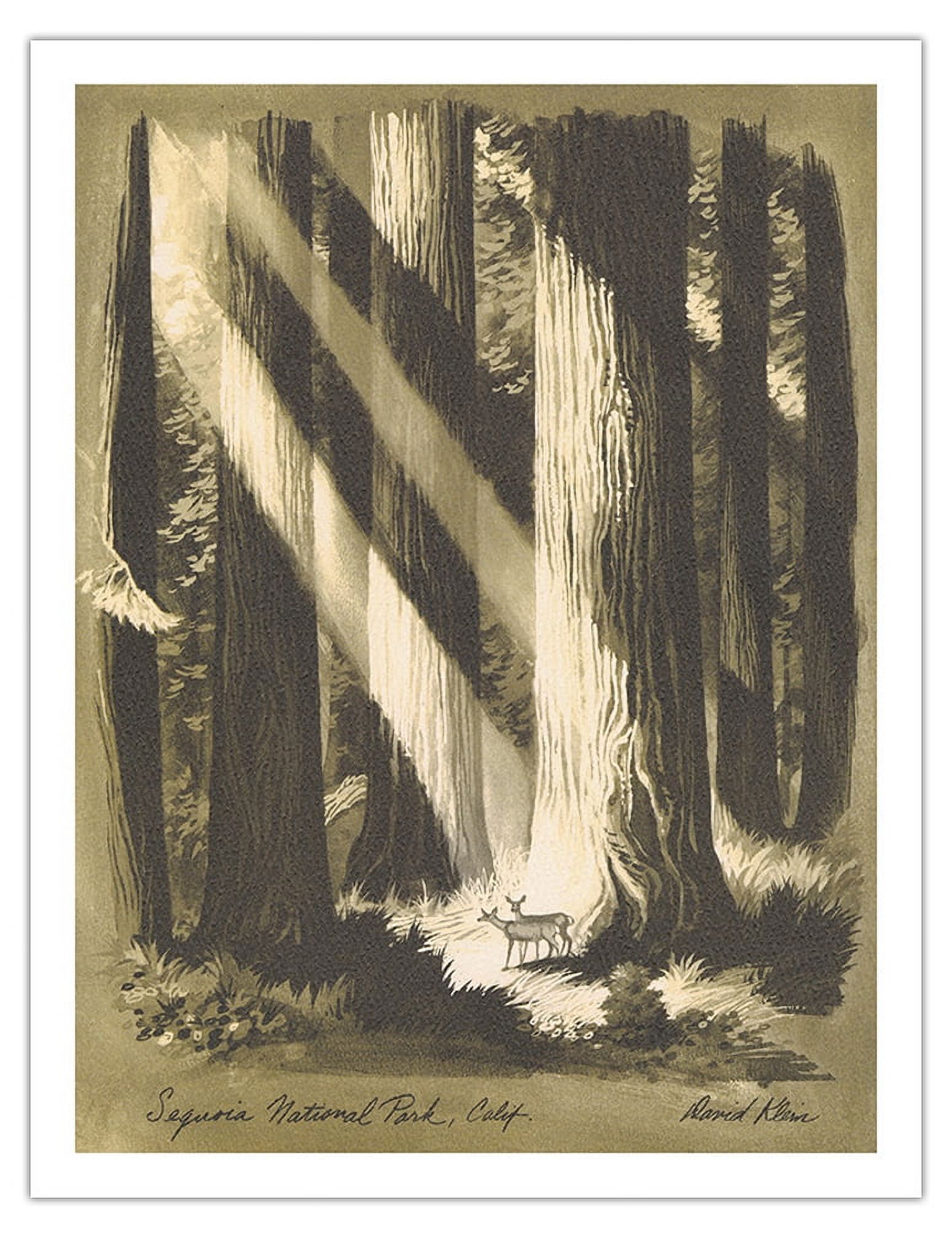 Sequoia National Park California - Giant Sequoia Trees - Vintage Travel ...