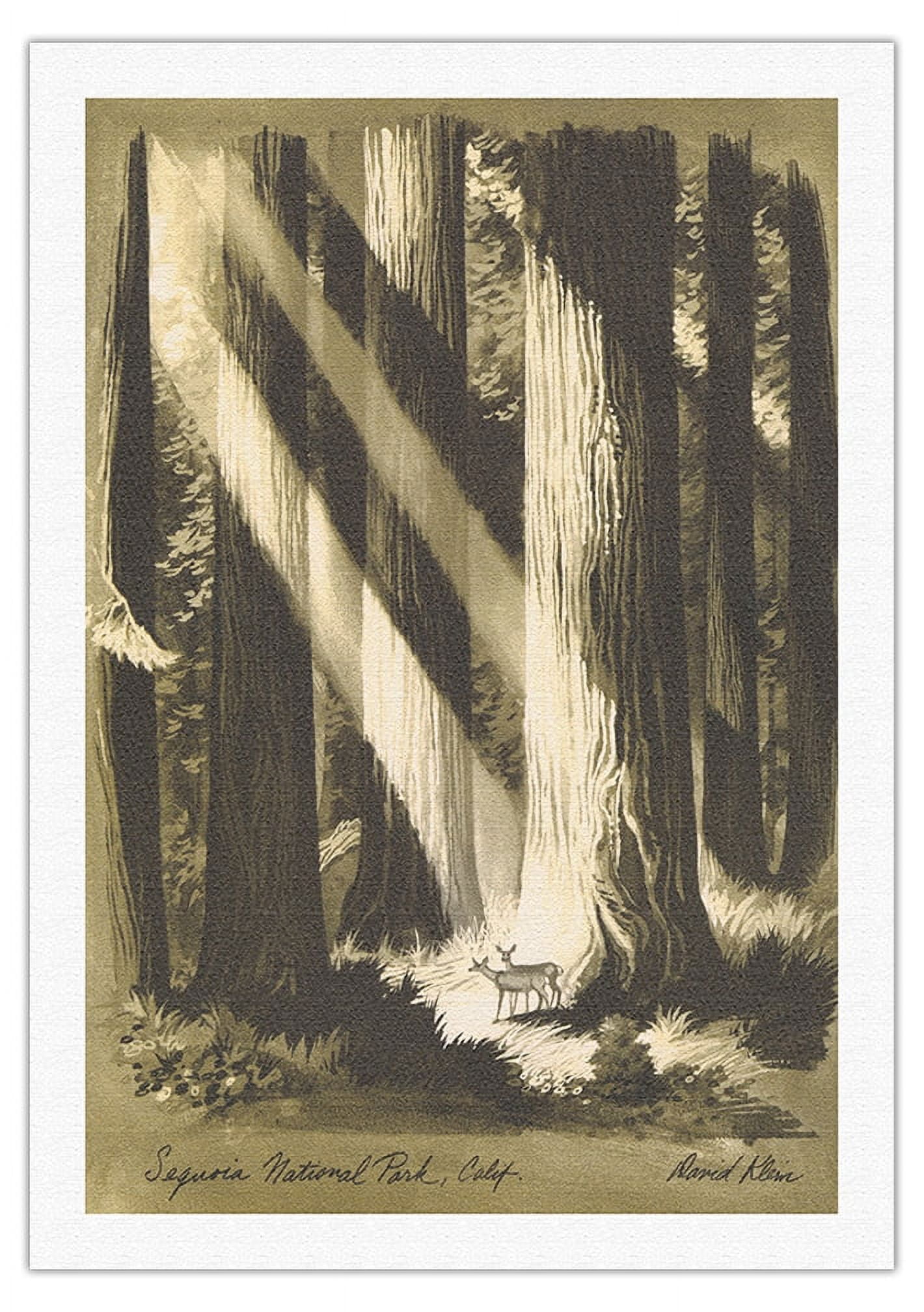 Sequoia National Park California - Giant Sequoia Trees - Vintage Travel ...