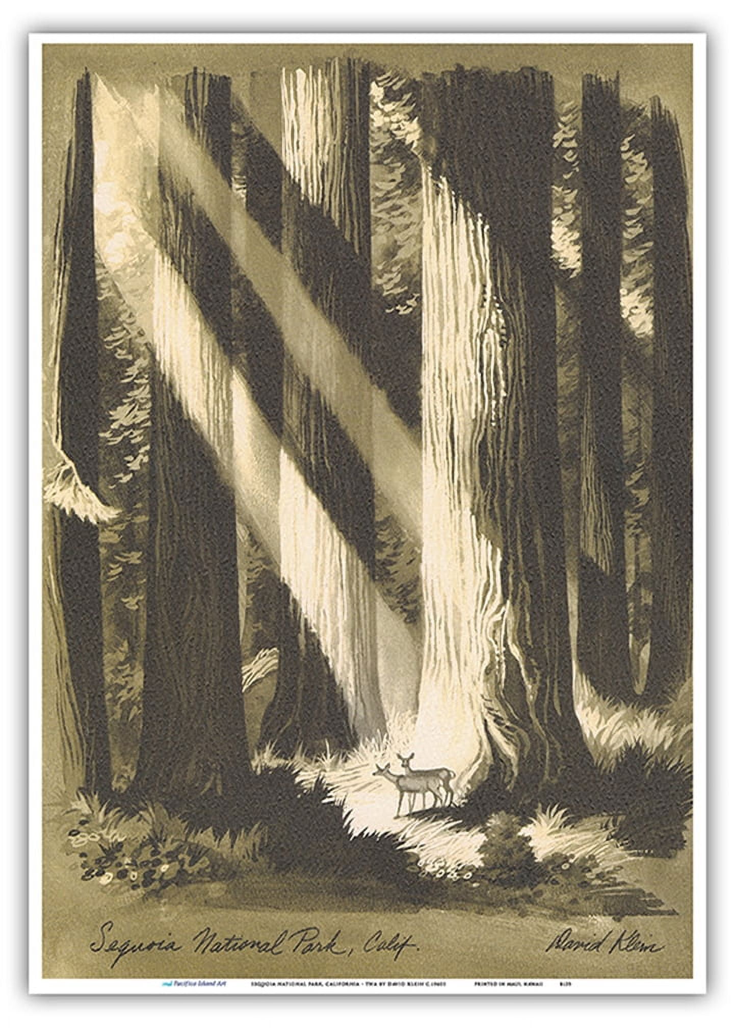 Sequoia National Park California - Giant Sequoia Trees - Vintage Travel ...