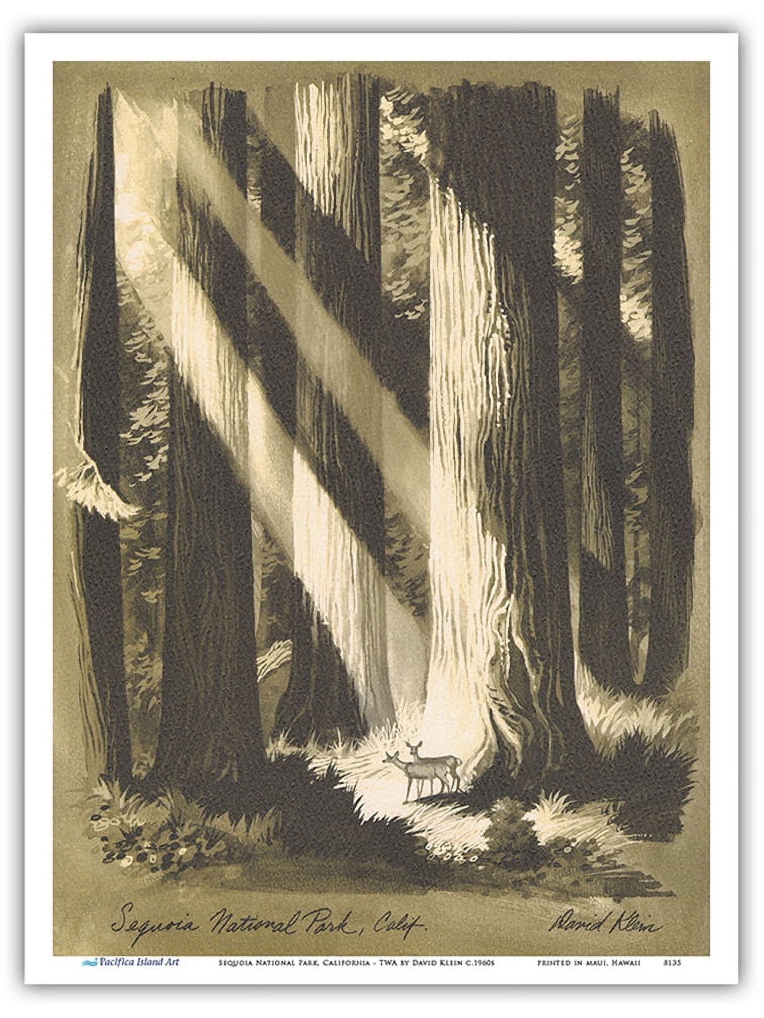 Sequoia National Park California - Giant Sequoia Trees - Vintage Travel ...