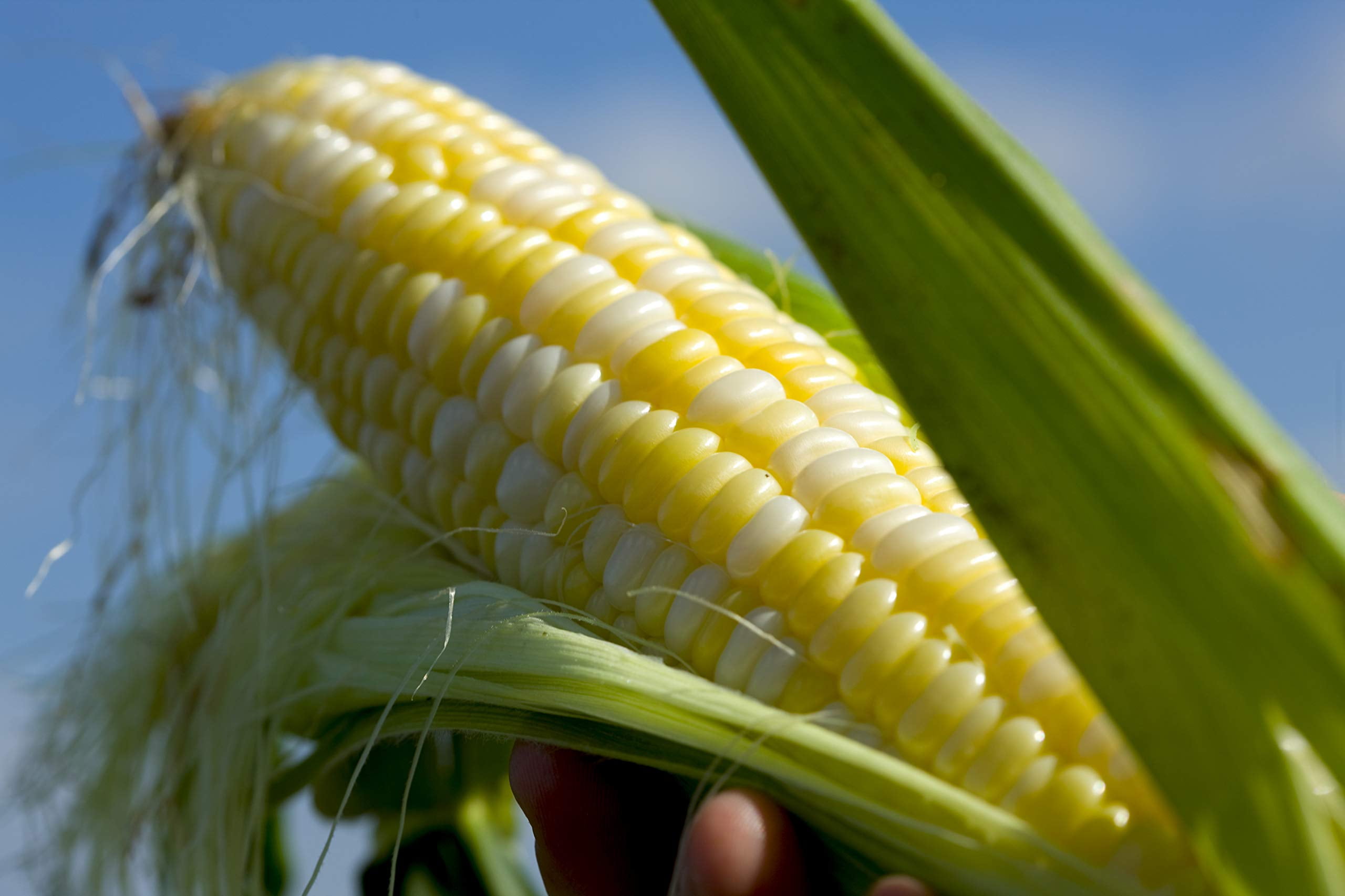 Serendipity Hybrid (Triplesweet) Corn Seeds MVR1 - Walmart.com