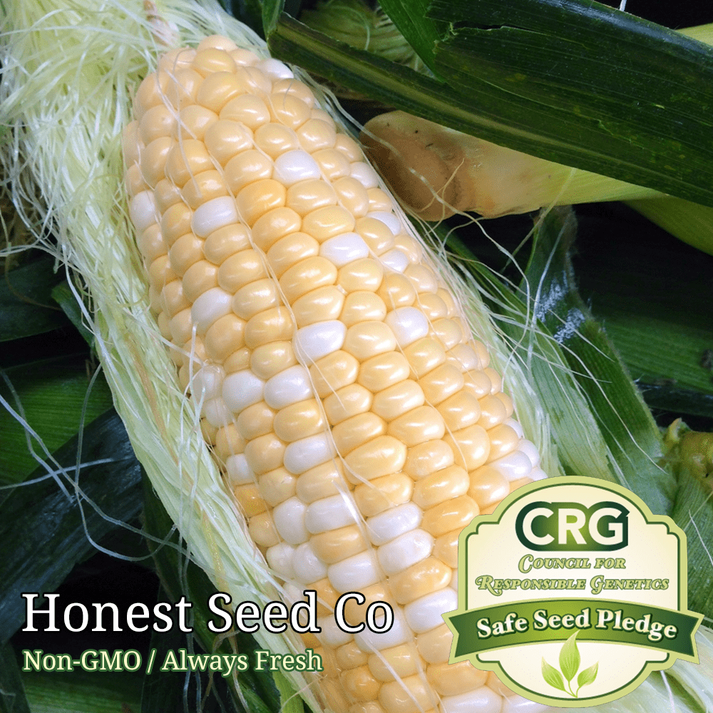 Serendipity SWEET Corn Seeds UNTREATED | Non-GMO | Fresh Garden Seeds ...