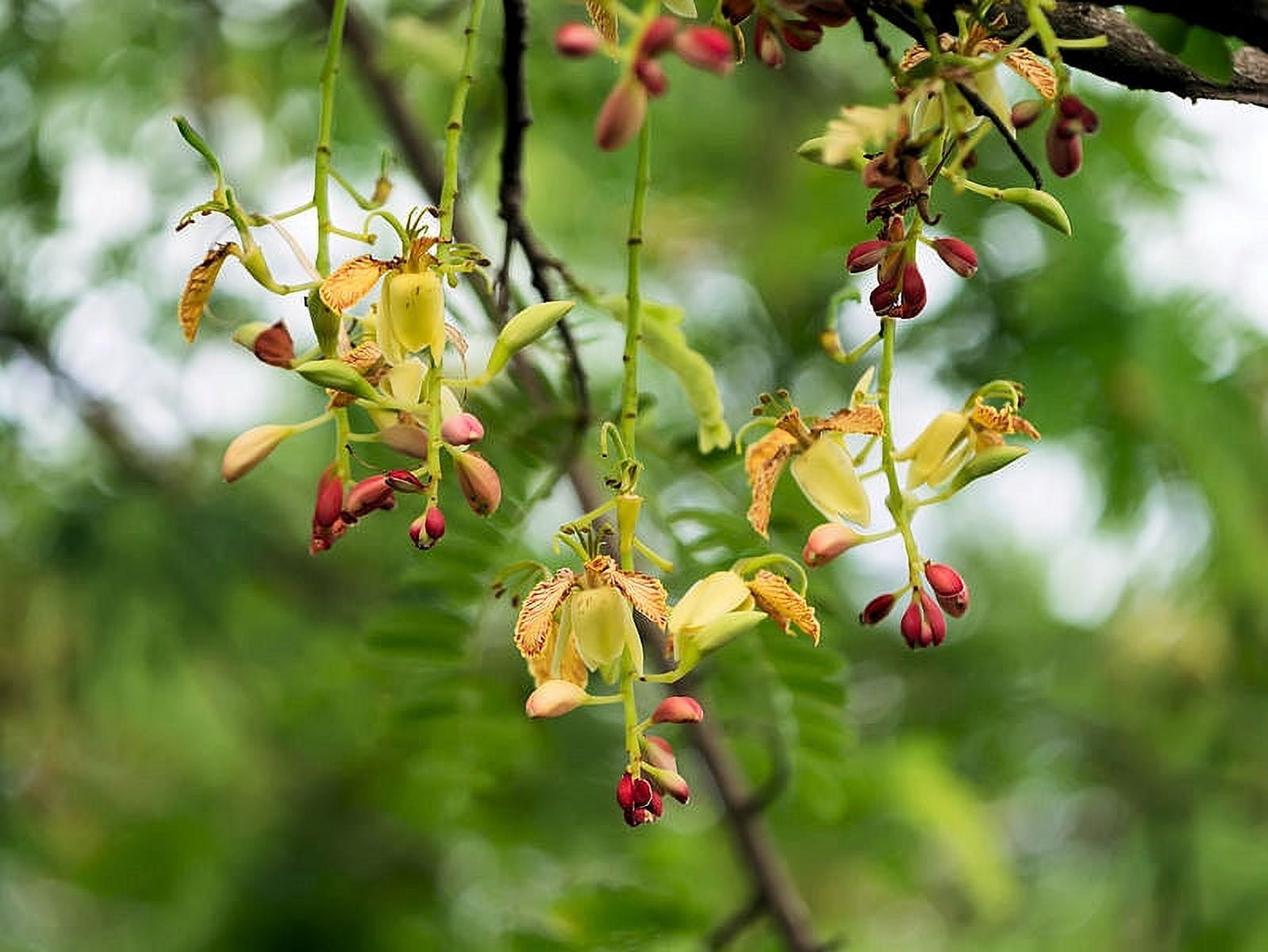 Serendipity Seeds 10 Tamarind Tree Tamarindus Indica Plant Seeds ...