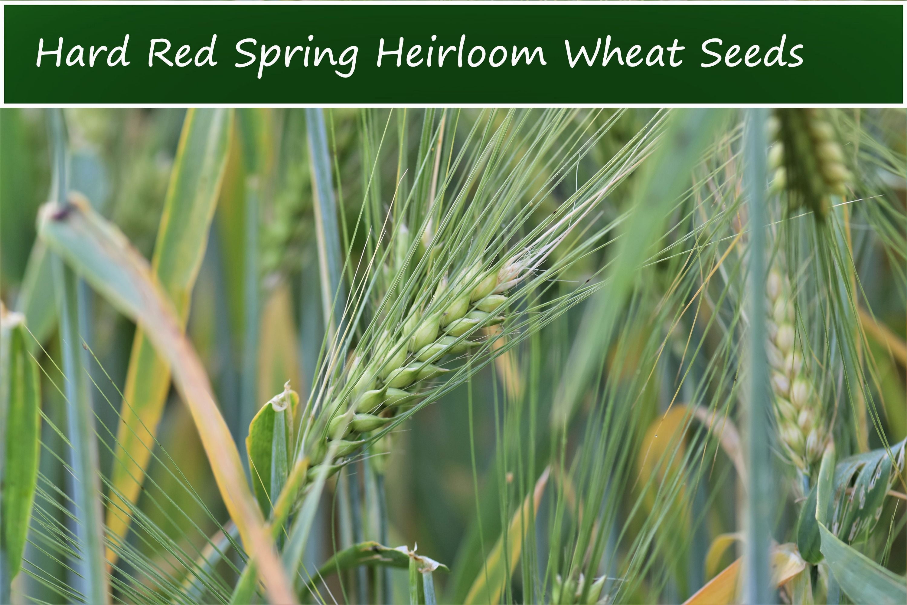 Serendipity Seeds Hard Red Spring Wheat Heirloom Plant Seeds, All ...