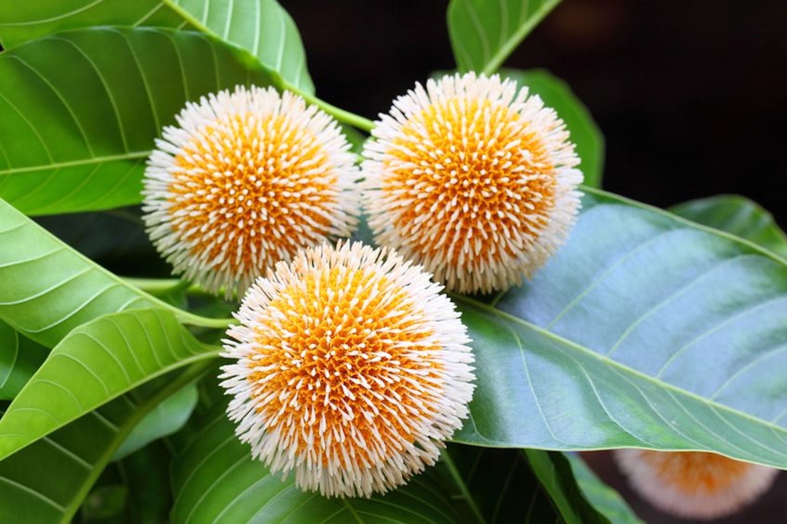 Serendipity Seeds - Kadam Tree 20 Seeds, Orange Flowers with Sweet ...