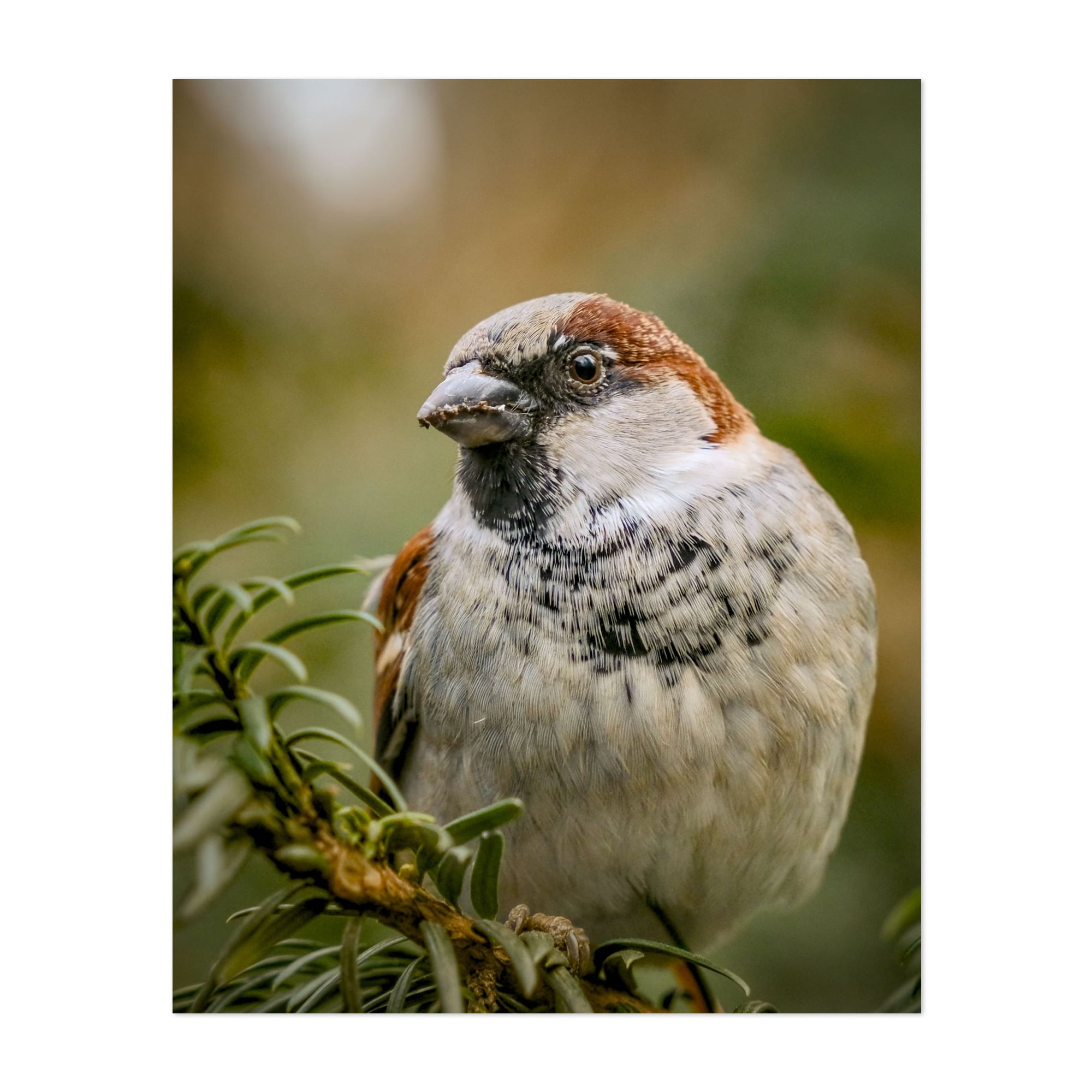 Serenity Sparrow 01 - Manhattan New York Photography Bird Wildlife ...