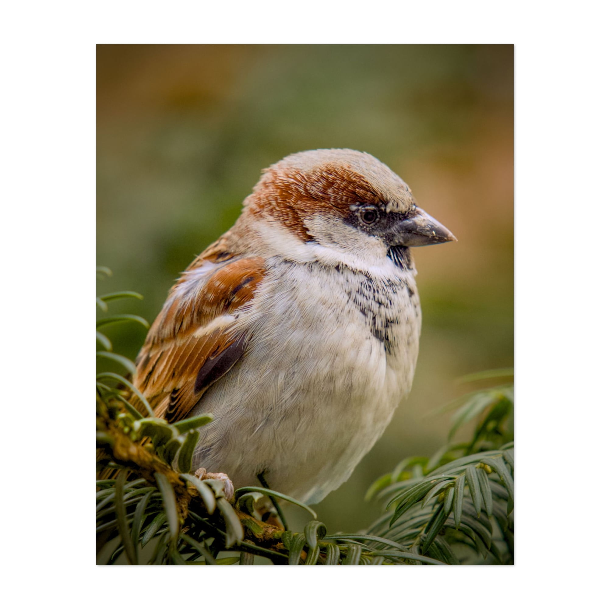 Serenity Sparrow 02 - Manhattan New York Photography Bird Wildlife ...
