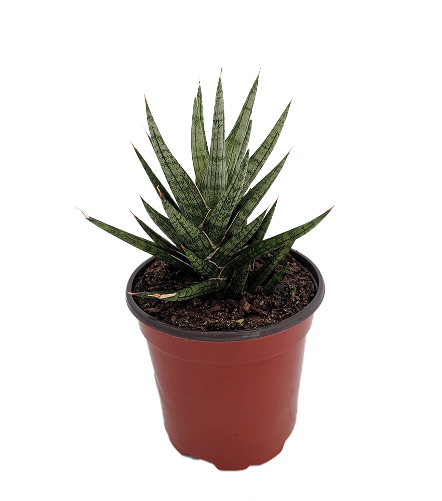 Serpentine Francisii Snake Plant - Sanseveria - 4" Pot - Walmart.com
