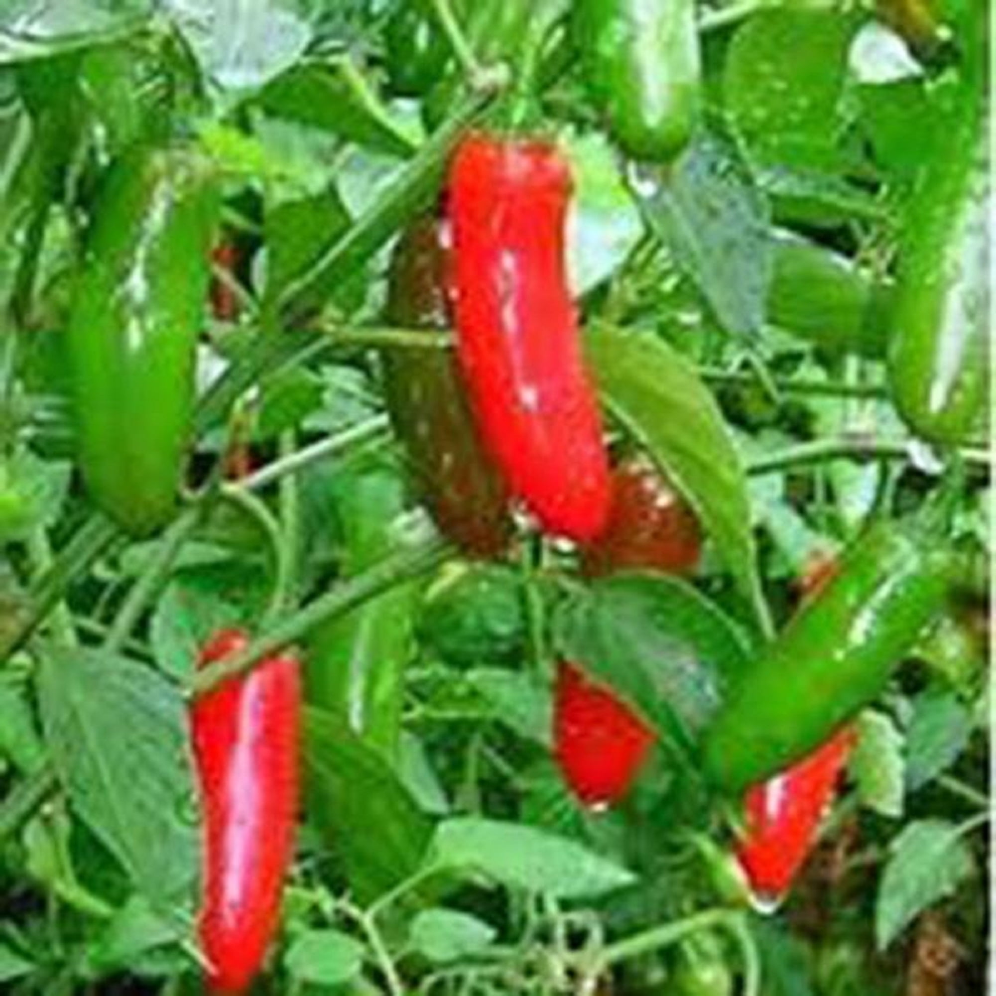 Serrano Pepper, Long RED Thin, Heirloom, Grown 100 Seeds - Walmart.com