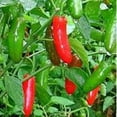 Serrano Pepper, Long RED Thin Peppers, Hot, Heirloom, Grown 200 Seeds ...