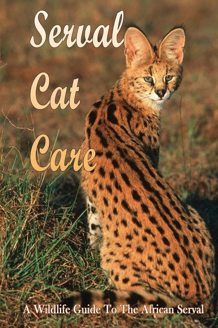 Serval Cat Care: A Wildlife Guide To The African Serval: Facts About ...