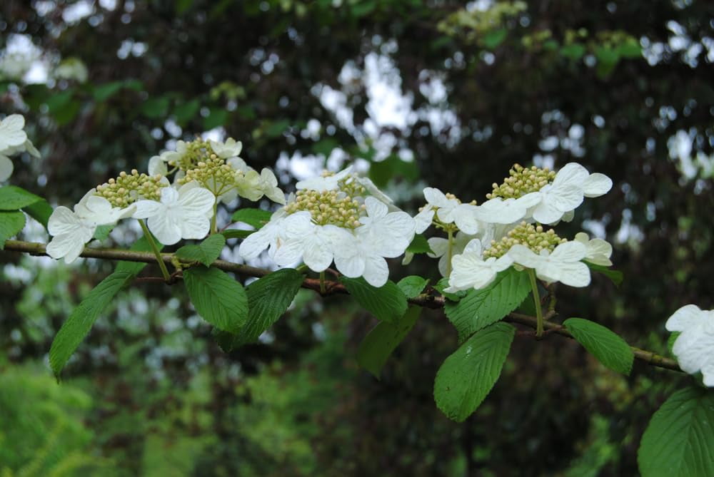 Serviceberry Seedlings for Planting - (Amelanchier arborea) Juneberry ...
