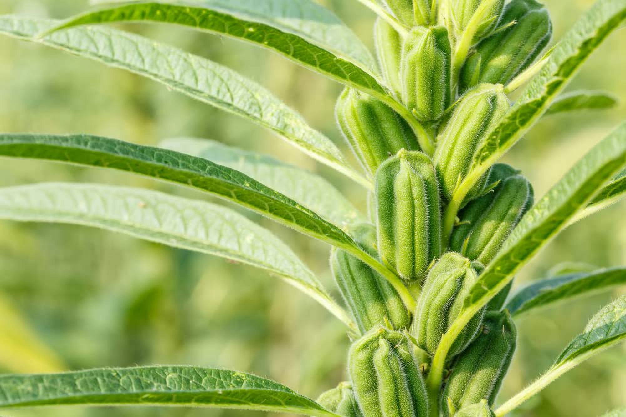 Sesame Seeds for Planting - Attracts Game Birds, Seeds Have High Oil ...