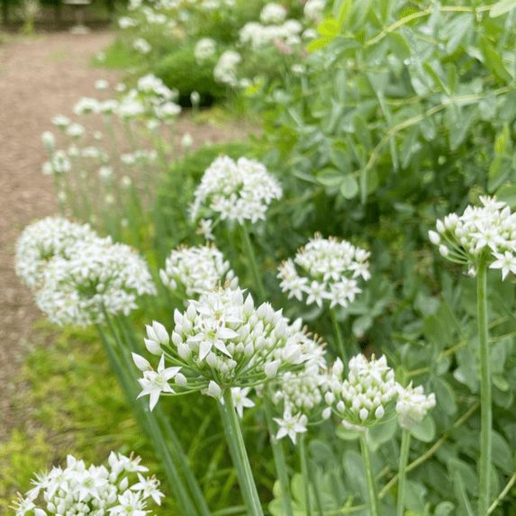 Set 10 Mature Garlic Chives Plant, Hardy Perennial Chives Plant, Indoor ...