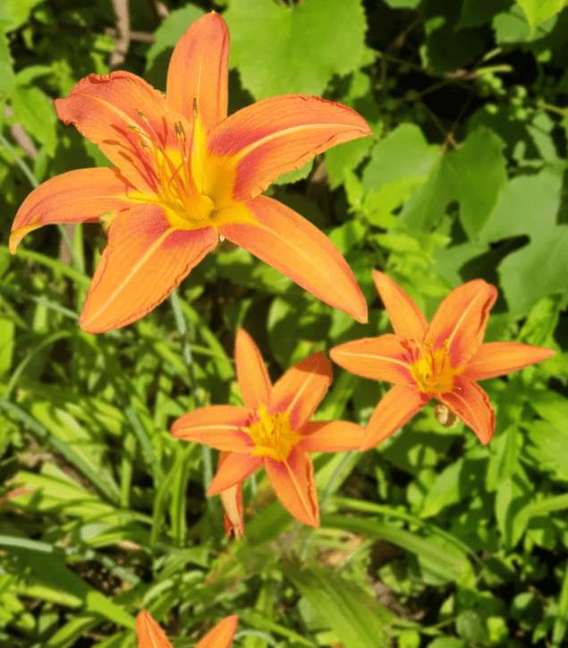 Set 10 Orange Daylily Fans Root Systems, Orange Daylilies Flowers Bulbs ...