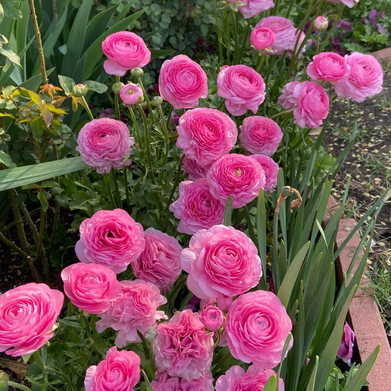 Set 10 Pink Ranunculus Bulbs, Ranunculus Bulbs, Ready to Grow, Ideal ...
