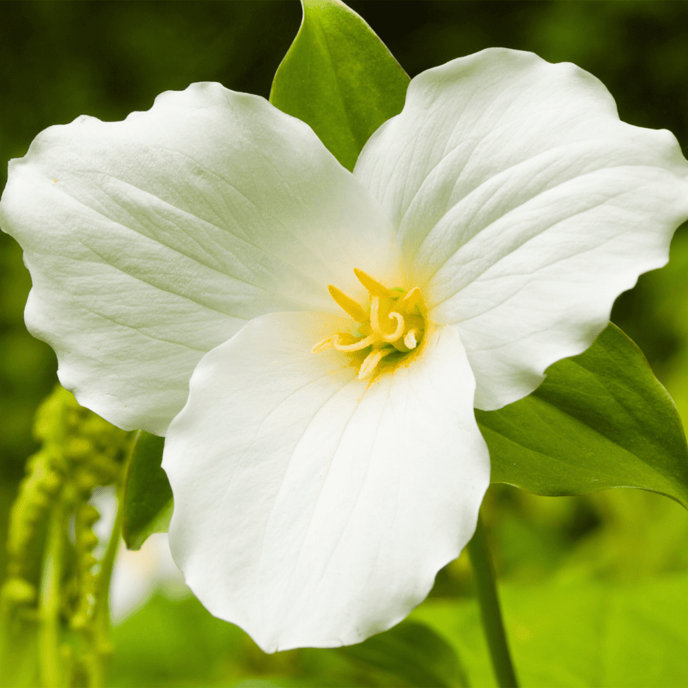 Set 10 of Dormant White Trillium Flowers, Wood Lily Bulbs for Fall ...