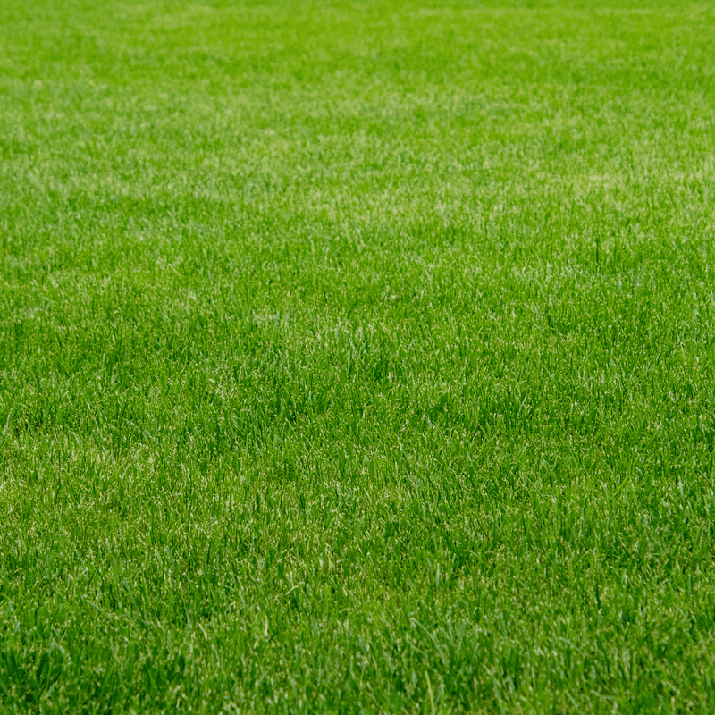Set 10000 Emerald Zoysia Grass Seeds for Lawn, Zoysia Grass Seeds for ...