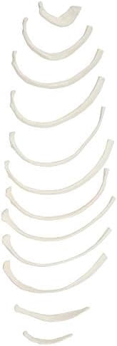 Set of 12 Disarticulated Ribs - Right, Life Size Skeleton Model, Human ...