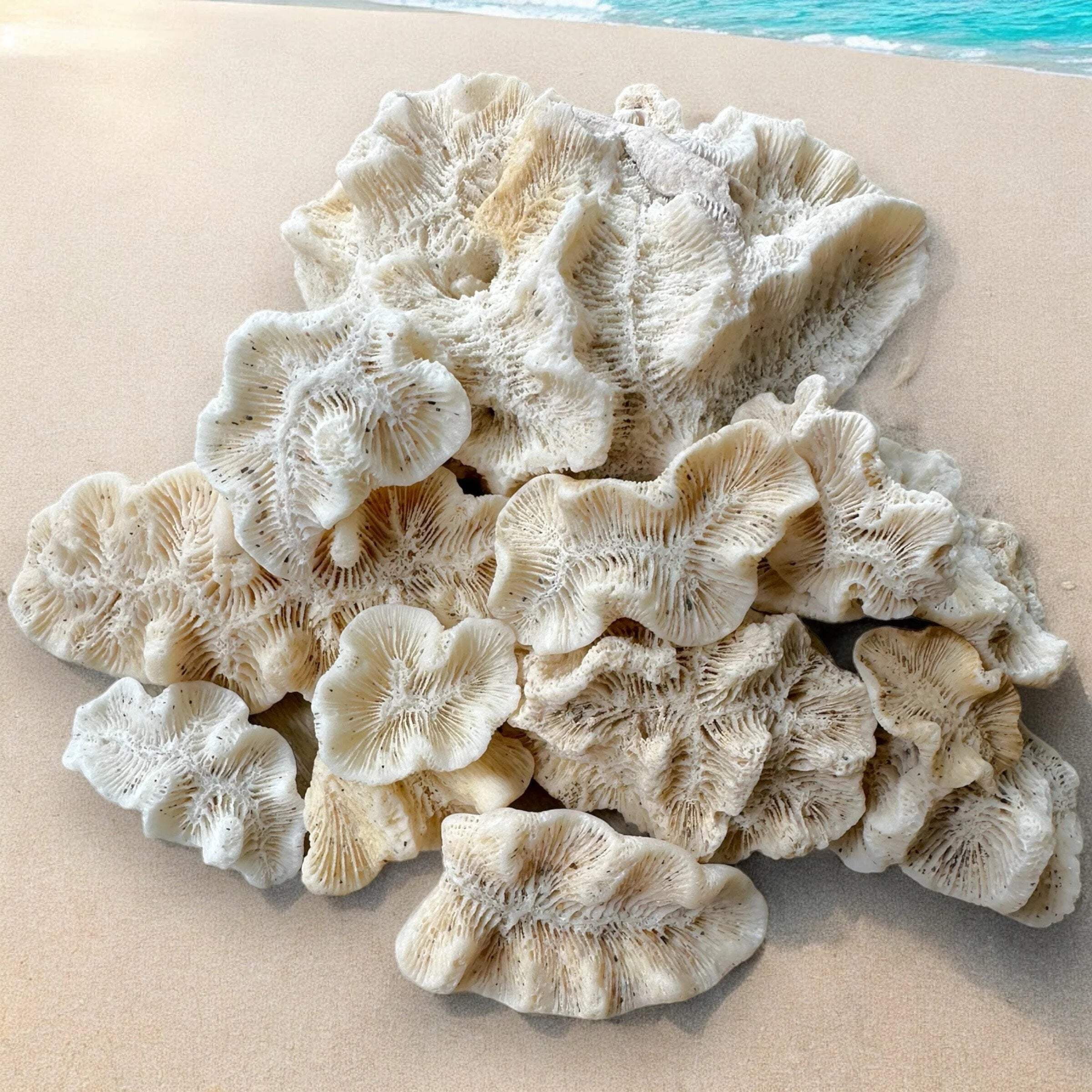 Set Of 13 - Coral Rock Set Rose Brain Coral Natural Real Vintage Ocean ...
