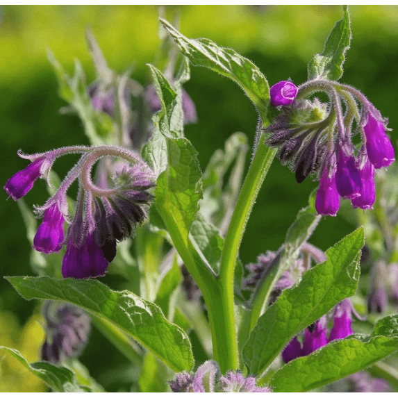 Set 15 Comfrey Roots for Planting, Comfrey Plant Live Roots, Perennial ...