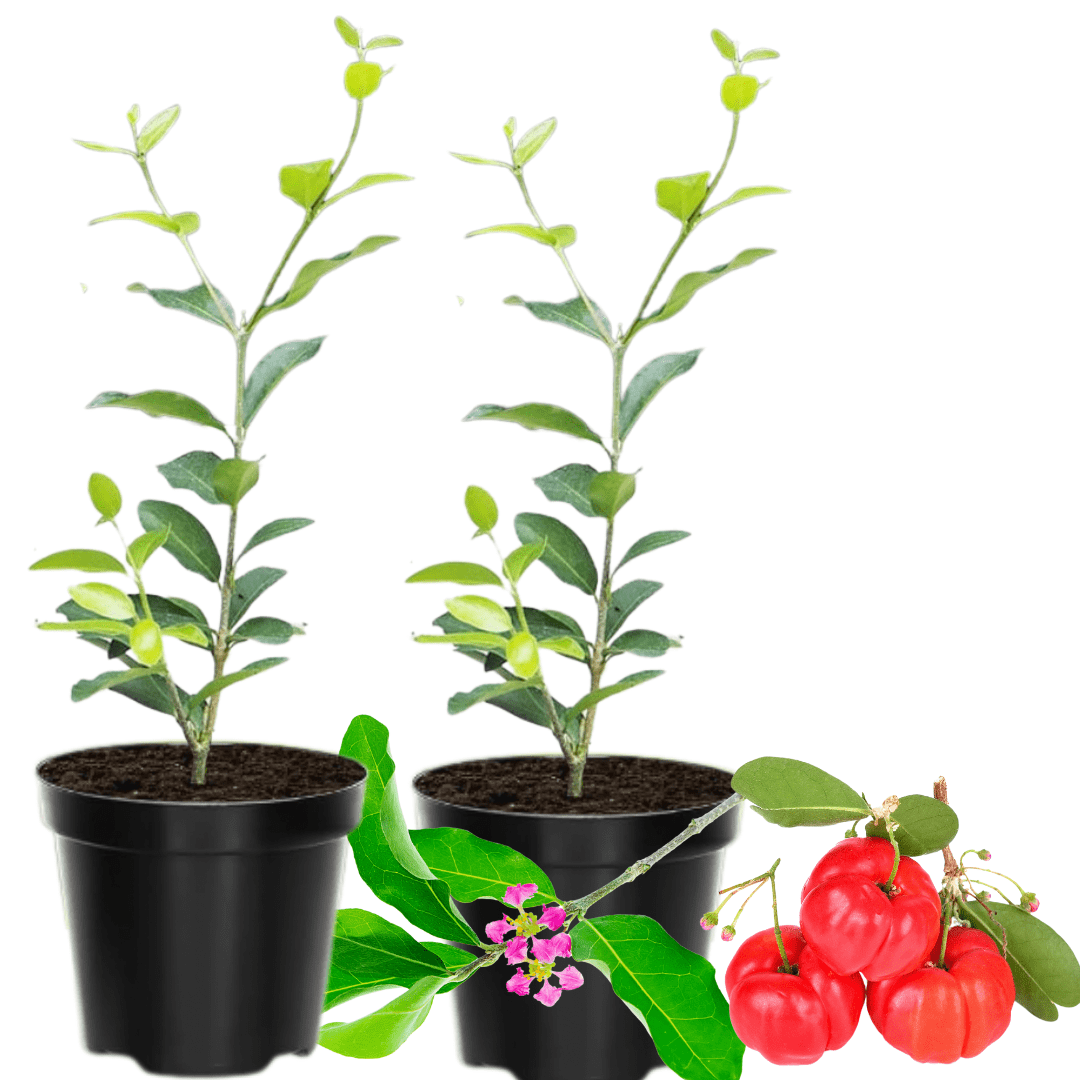 Set 2 Acerola Barbados Cherry Trees Live Plants, 5-9 Inch Tall, Red ...