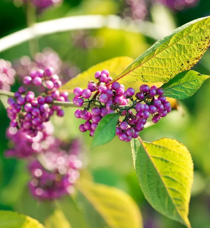 Set 2 American Beautyberry Plants Live for Planting, Callicarpa ...