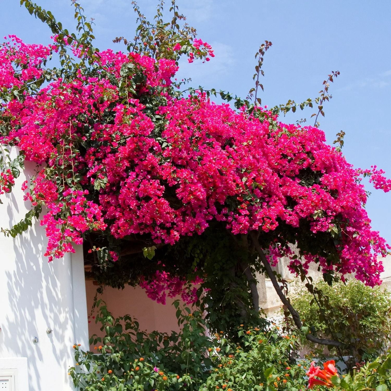 Set 2 Barbara Karst Bougainvillea Live Plant, Original Barbra Karst ...