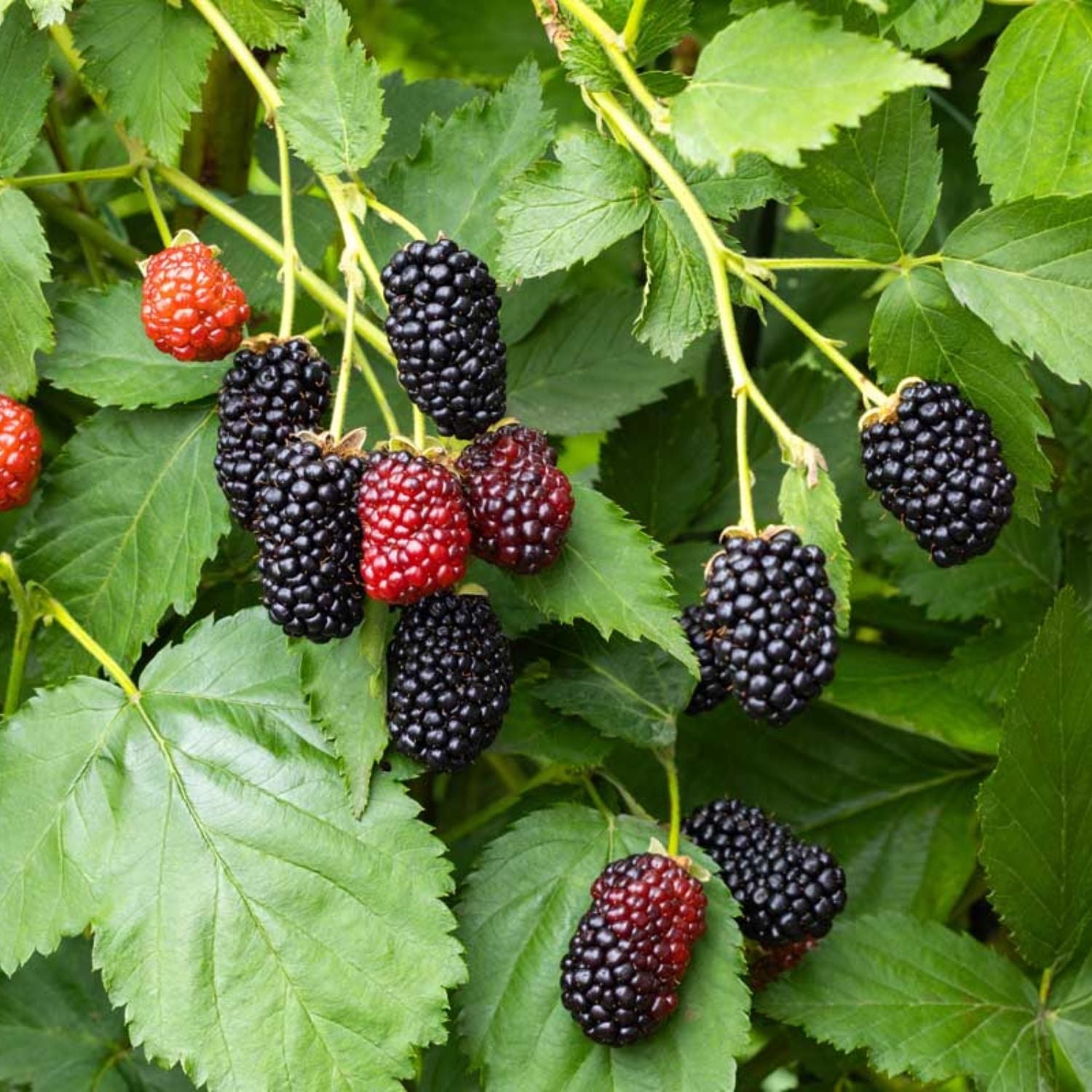 Set 2 Boysenberry Plants Live for Growing 5 to 8 Inch Height, Sweet ...