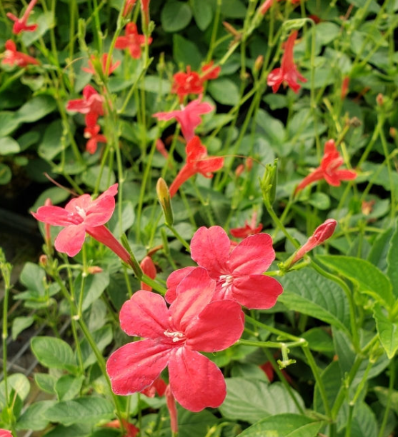 Set 2 Brazilian Red Ruellia Live Plants, Red Mexican Petunia Plants ...