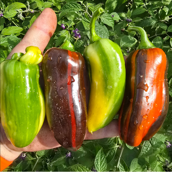 Mini Sweet Peppers Plants