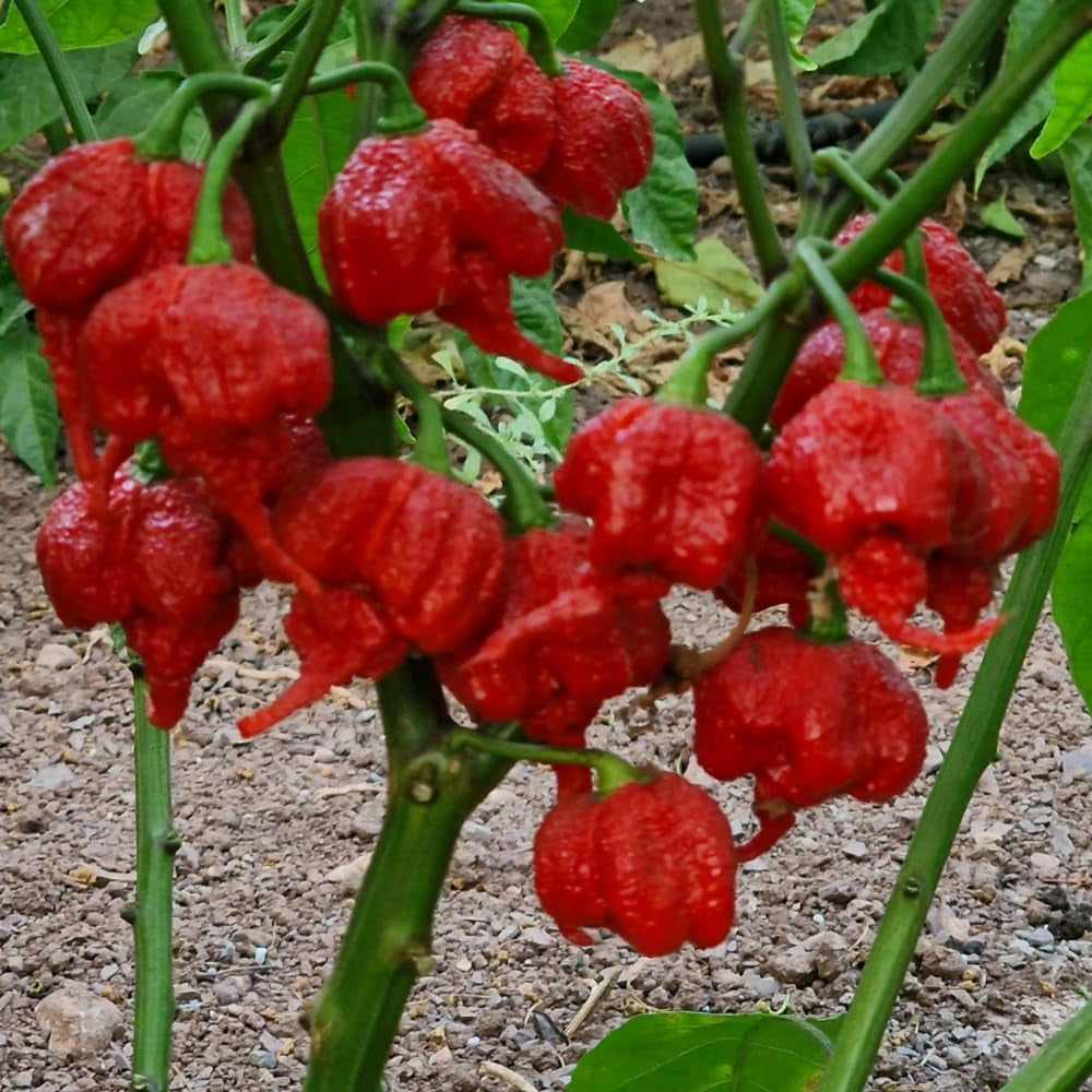 Set 2 Carolina Reaper Pepper Chili Plants, Hot Red Peppers Plant Live ...