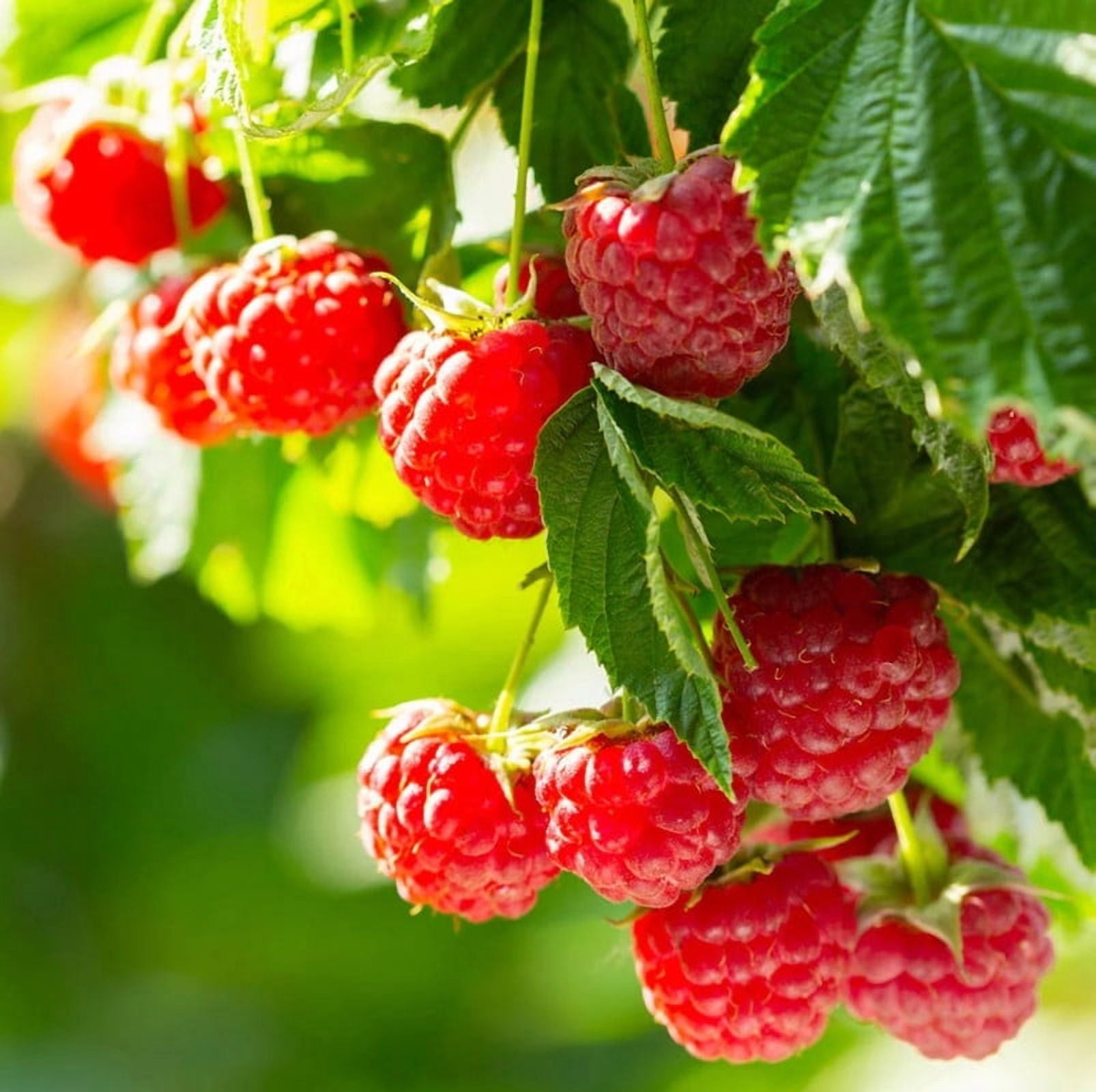 Set 2 Caroline Red Raspberry Plants 4-7" Tall for Planting, Rubus ...
