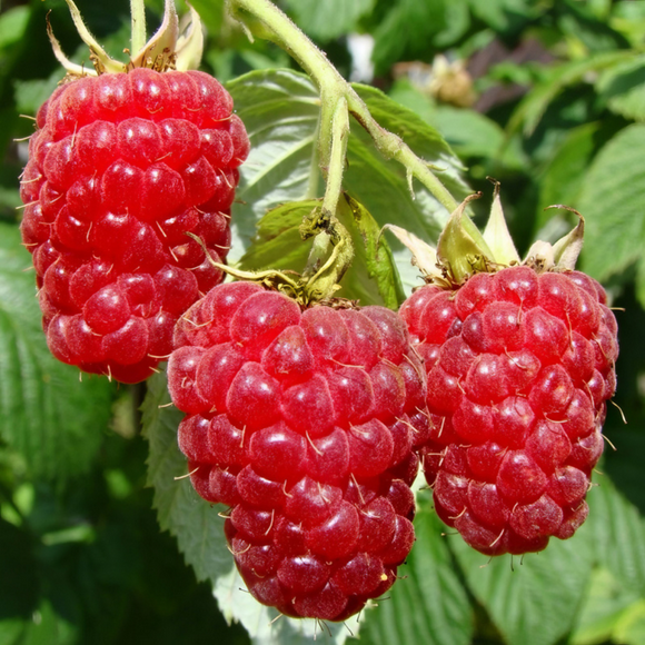 Raspberry Plants in Fruit Plants - Walmart.com