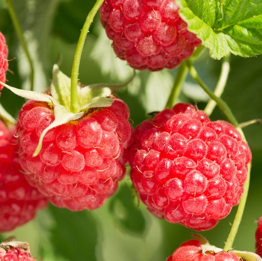 Set 2 Caroline Red Raspberry Plants Live for Planting, Raspberry Bushes ...
