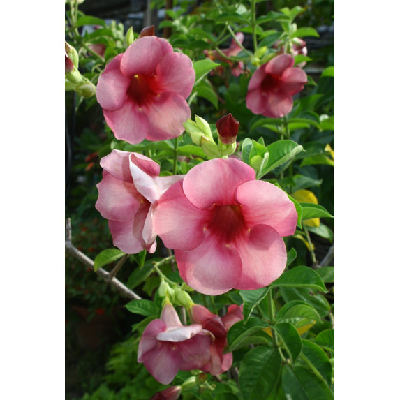 Set 2 Cherries Jubilee Allamanda Live Plants, Allamanda Blanchetii ...