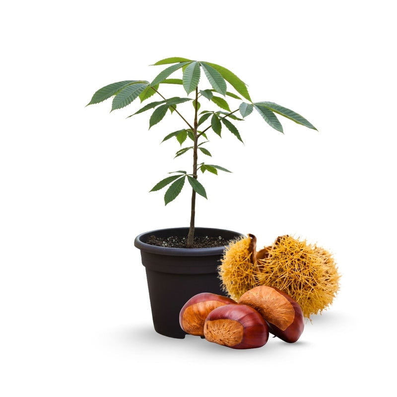 Set 2 Chestnut Live Trees, Live Edible Chestnut Plant 6-12 Inch for ...