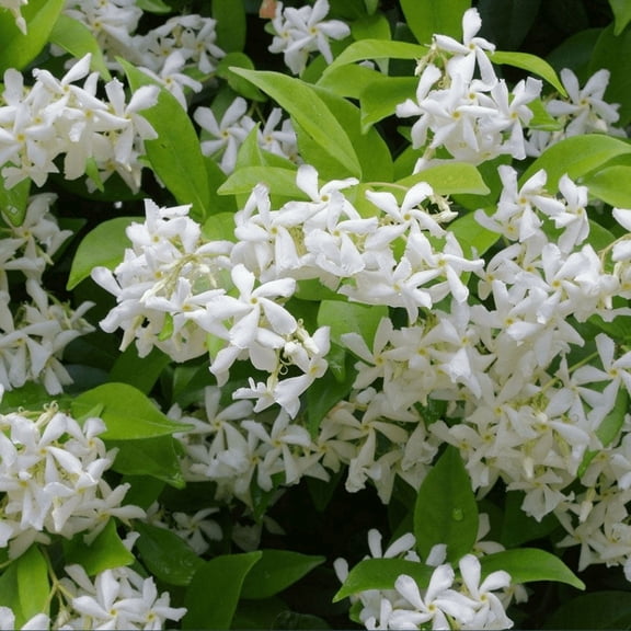 Indoor Jasmine Plants