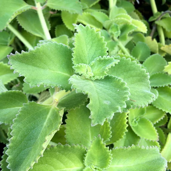 Set 2 Cuban Oregano Live Plants 5 to 8 Inches Mexican Mint Spanish ...
