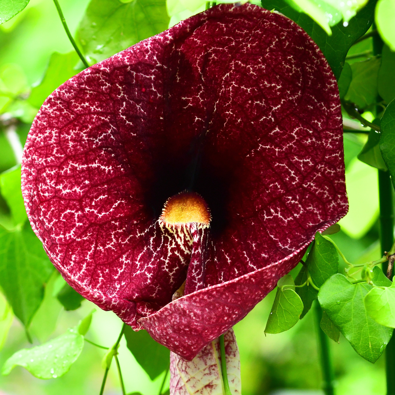 Set 2 Dutchman Pipe Vine Plants Live, Rare Ornamental Vine, Dormant ...