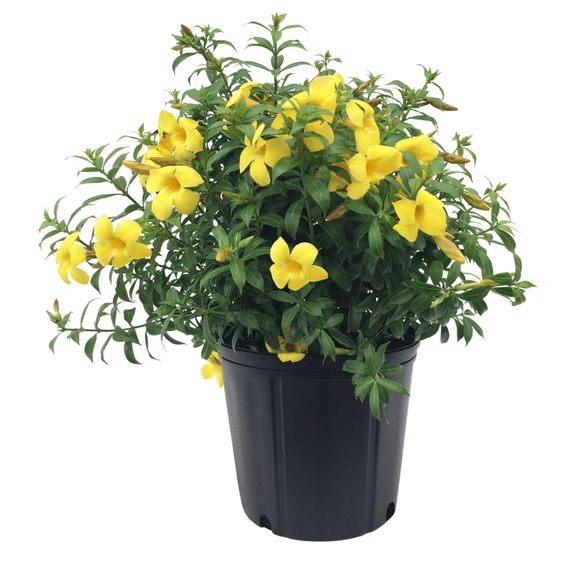 Set 2 Dwarf Allamanda Plants Live for Planting, Allamanda Compacta ...