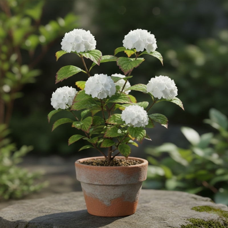 Set 2 Eastern Snowball Plant Live, Dormant Viburnum Live Plant, Live ...