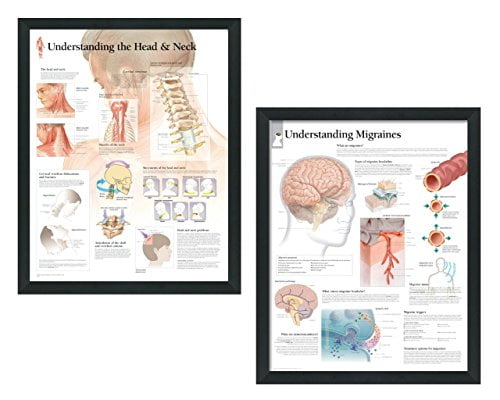 Set of 2 Framed Medical Posters Understanding The Head and Neck and ...