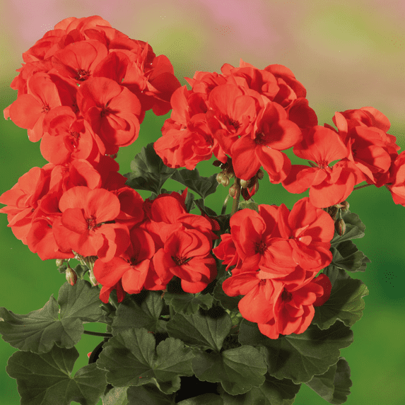 Set 2 Geranium Plants Live, Orange Geranium Flower Hanging Plant, 3 to ...